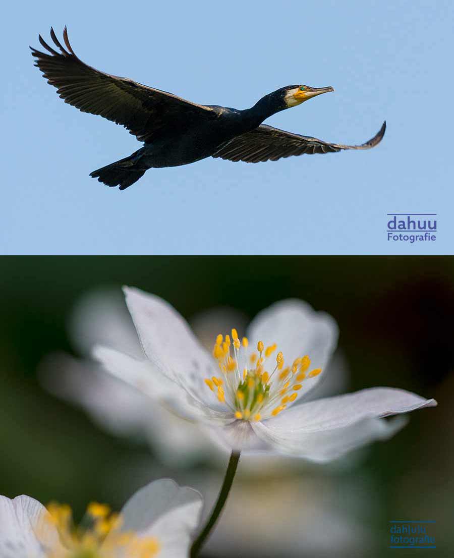 dahuu Fotografie / Verlag